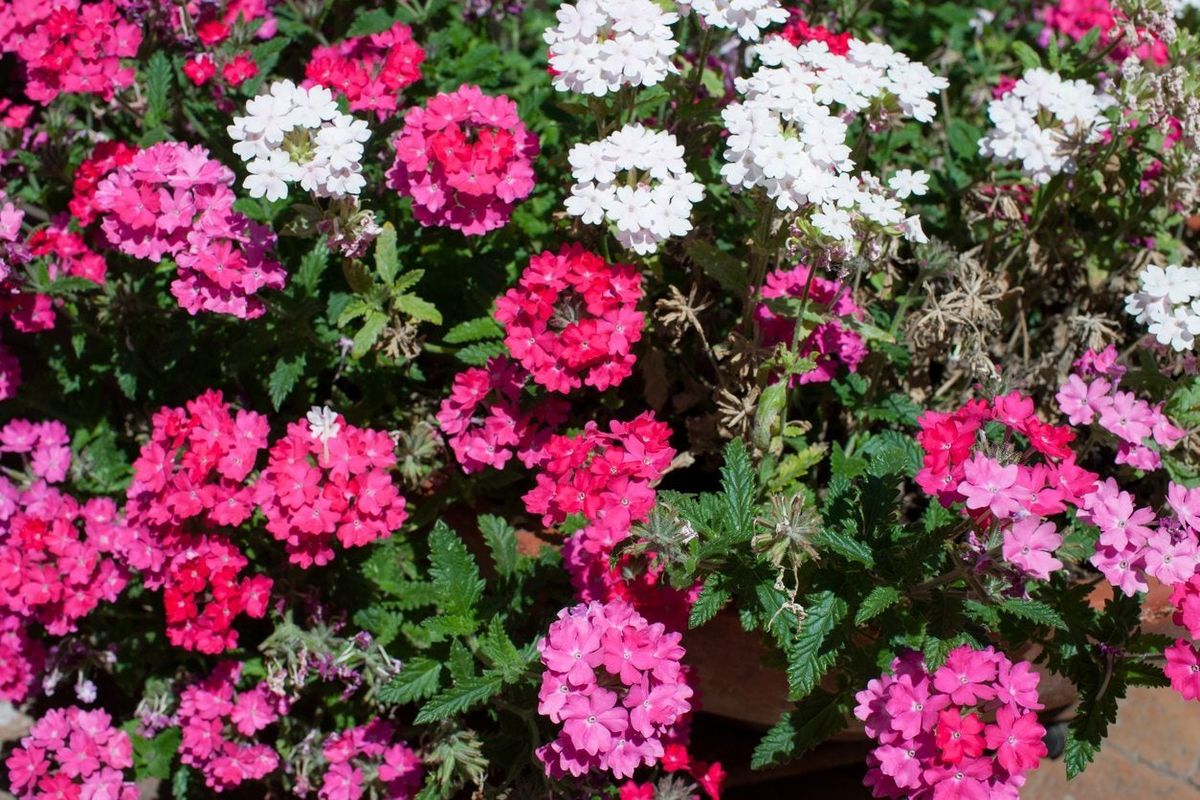 Creeping Verbena In The Garden: Tips On Using Verbena As Groundcover ...