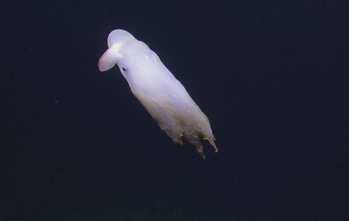 Photos: Ghostly dumbo octopus dances in the deep sea | Live Science