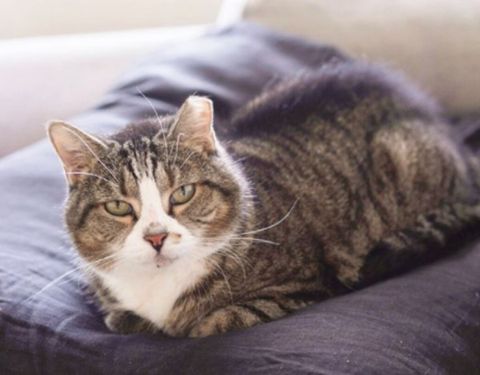 What is TNR (trap-neuter-return) and how you can help out stray cats ...