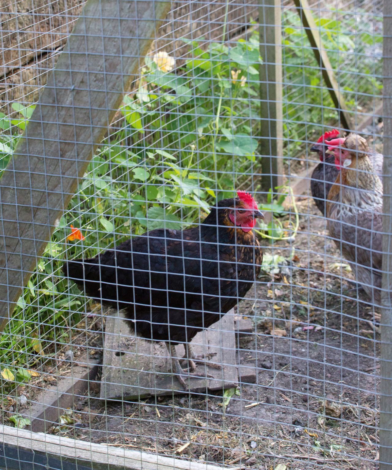 Keeping chickens: a guide to keeping hens in your backyard | Homes ...