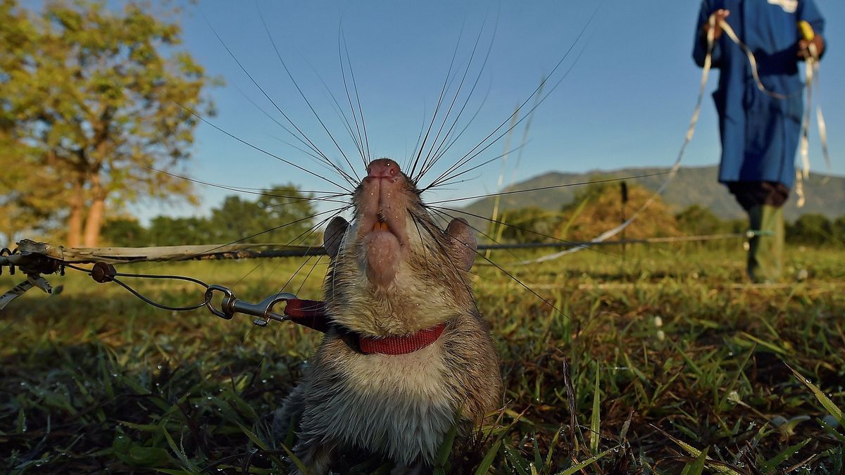 Gold medal for bravery awarded to Magawa the bomb-sniffing rat | The Week