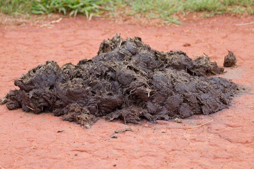 Rhinos' Communal Toilets Are Poo-Powered Social Networks | Live Science