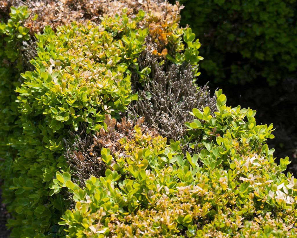Box blight: how to prevent and treat this common disease | Gardeningetc