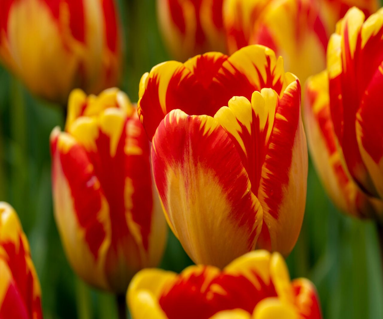 7 of the most popular tulip types explained | Homes and Gardens