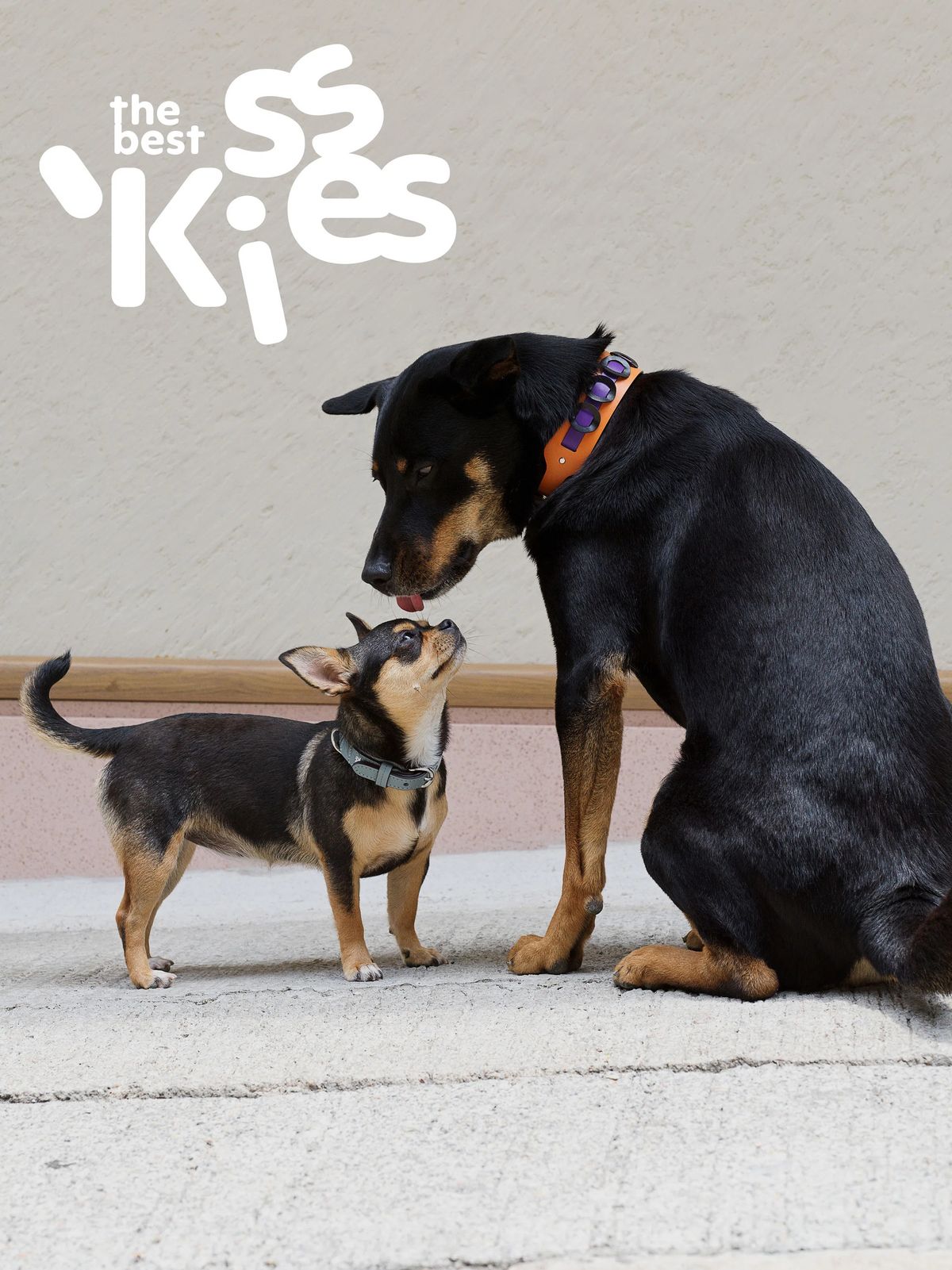 Adorable new animated logo takes the shape of different dog breeds ...