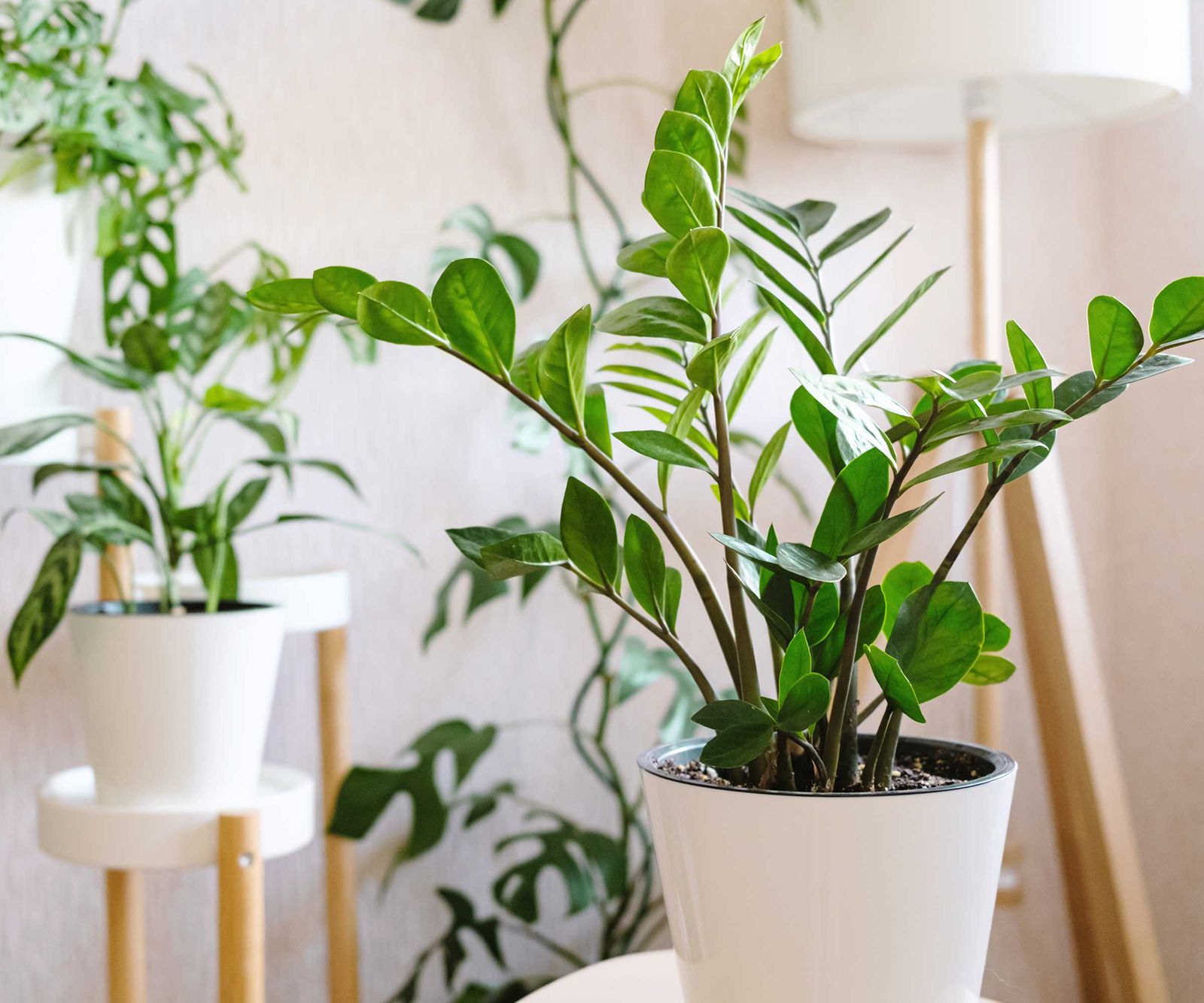 Why is my ZZ plant turning yellow? Causes and solutions | Homes and Gardens