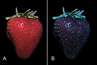 Additive and Subtractive Color Mixing | TV Tech