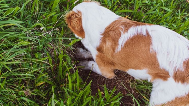 32 common dog behavior problems and solutions | PetsRadar