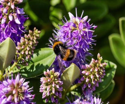Why is biodiversity important for your yard? And ways to improve it ...