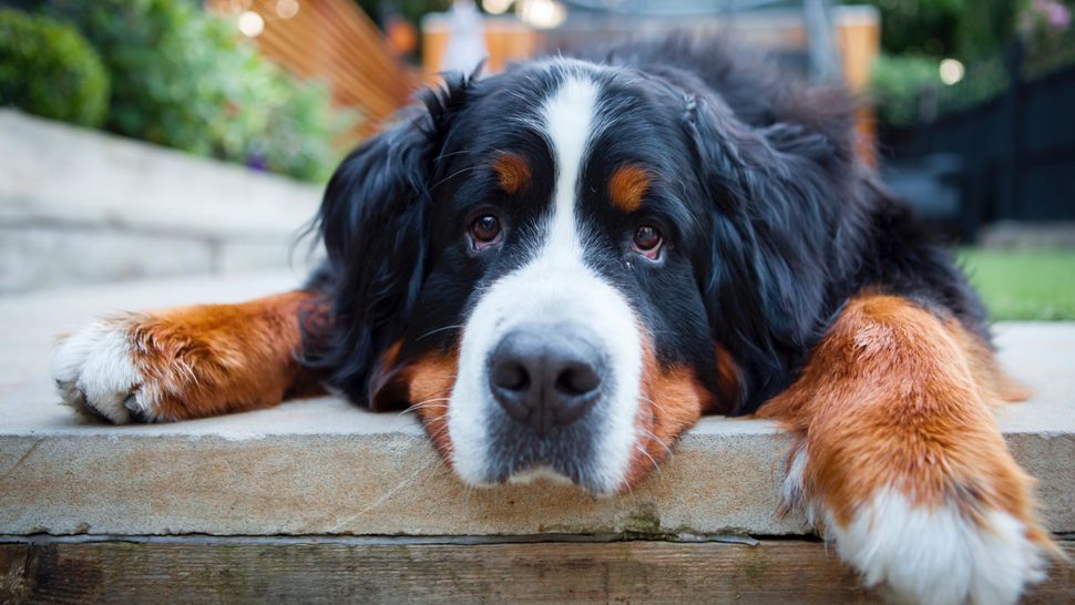32 dog breeds that are the biggest droolers | PetsRadar