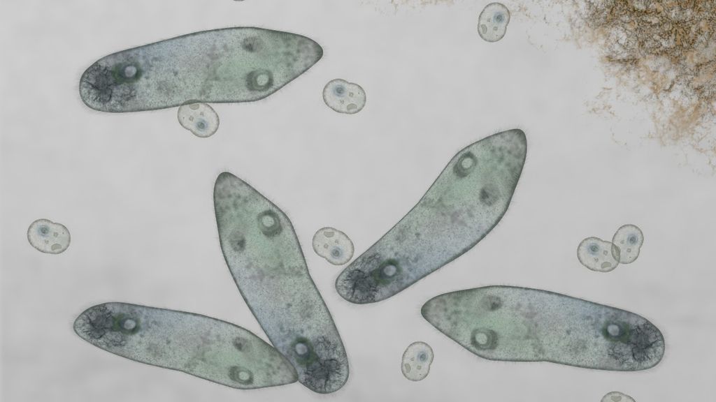 Paramecium: Characteristics, biology and reproduction | Live Science