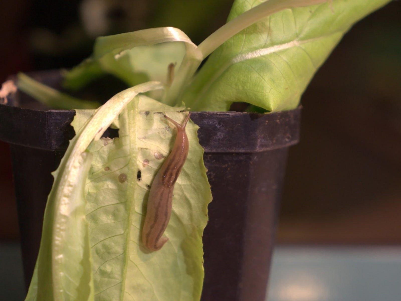 Slug Proofing Containers - How To Deter Slugs From Pot Plants ...