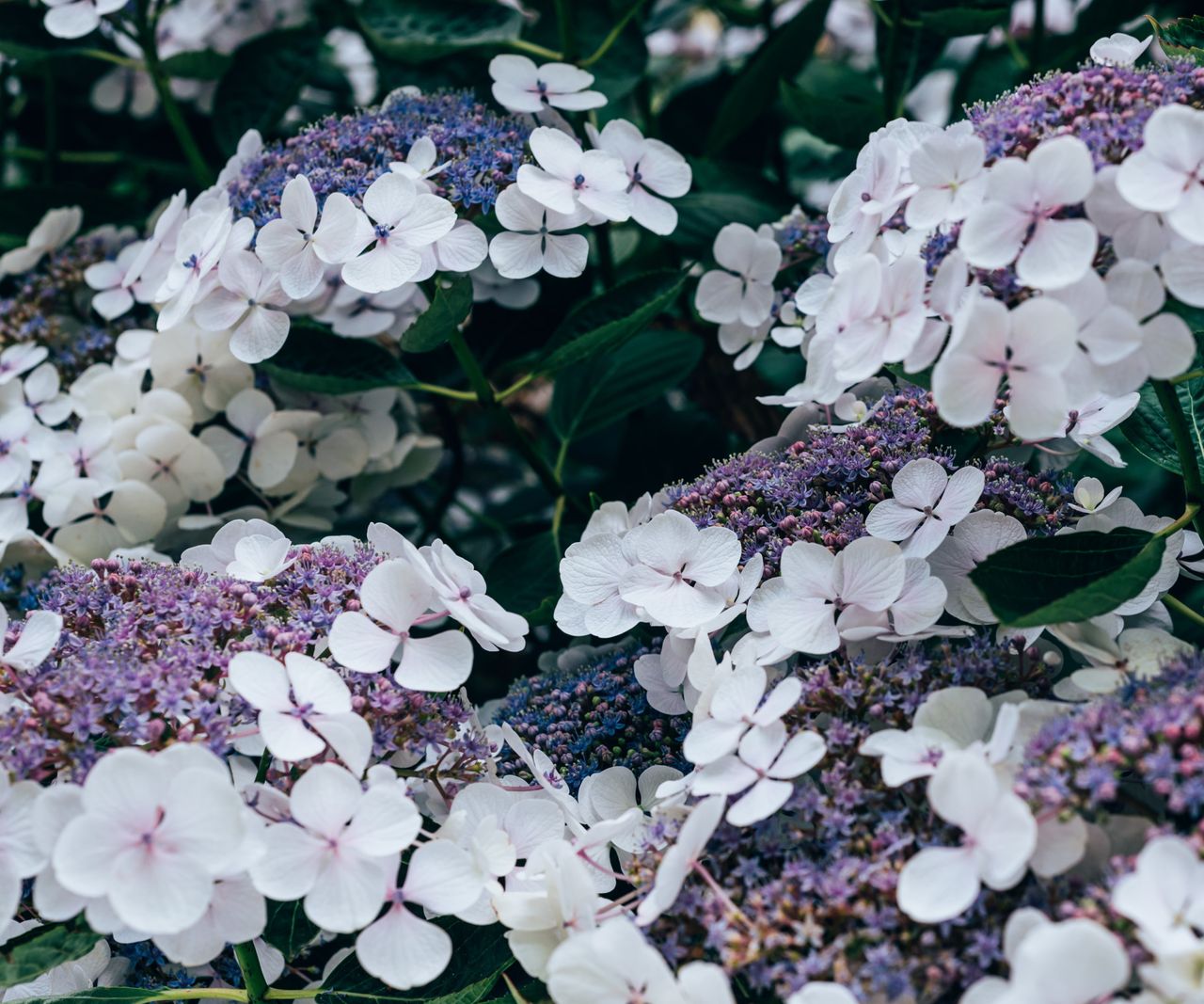 When can you transplant hydrangeas? Tips for moving them safely | Homes ...