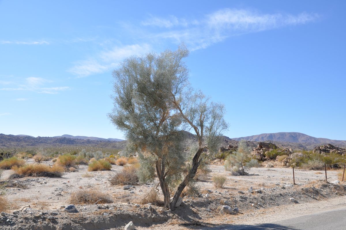 Smoketree Photos: The Ghosts of the North American Desert | Live Science