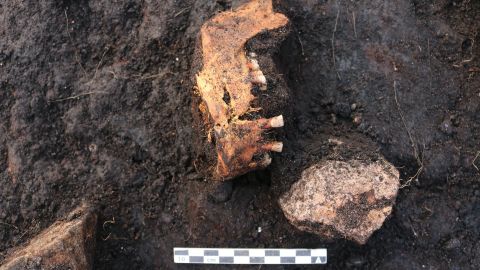 5,000-year-old 'bog body' found in Denmark may be a human sacrifice ...
