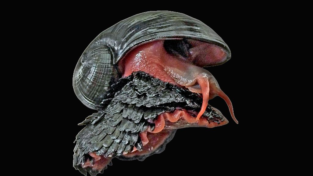 Scaly-foot snail: The armor-plated hermaphrodite with a giant heart ...
