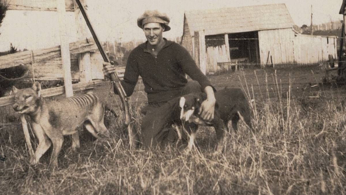 Tasmanian tiger: Facts about the extinct thylacine | Live Science