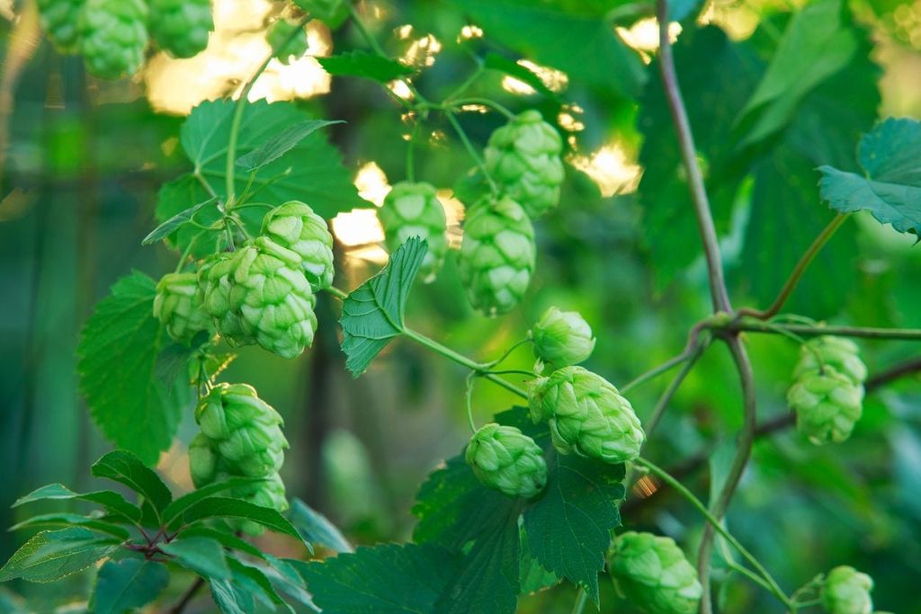 When Should I Prune Hops - Tips On Cutting Back Hops Vines | Gardening Know How