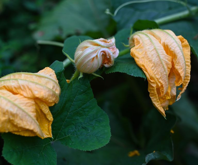 How to spot zucchini diseases and deal with problems | Homes and Gardens