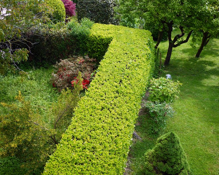 Gardening expert says the ideal time to plant a hedgerow is right now ...