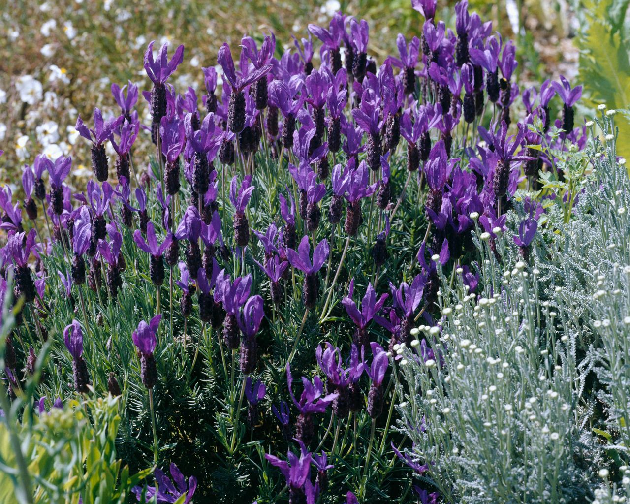 Types of lavender: 15 stunning varieties to grow | Gardeningetc
