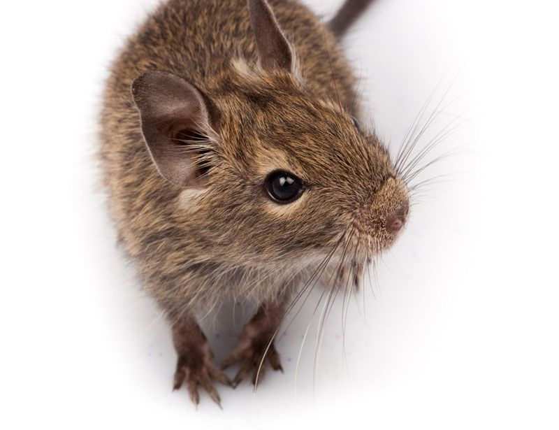 Creative Creatures: 10 Animals That Use Tools | Live Science