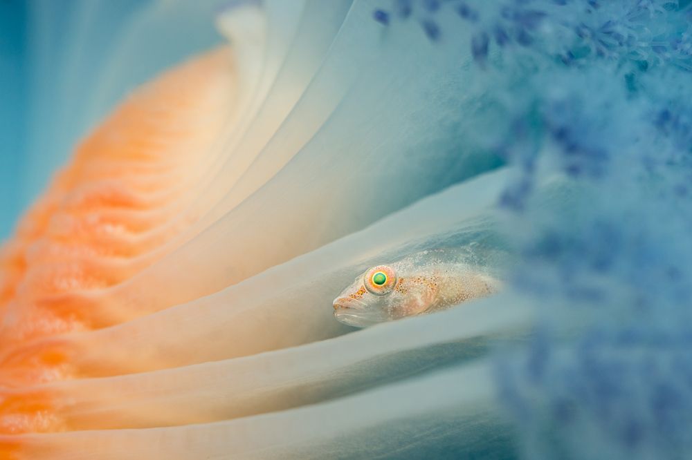 Stunning Scenes Dazzle in Underwater Images (Photos) | Live Science