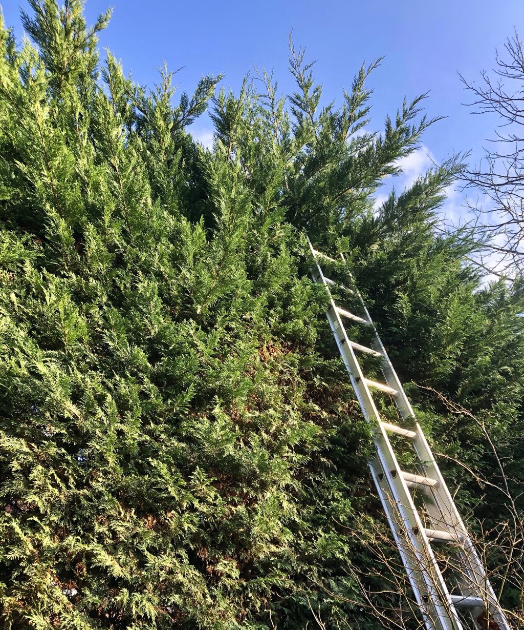 How to cut an overgrown hedge - a guide to proper pruning | Homes and Gardens