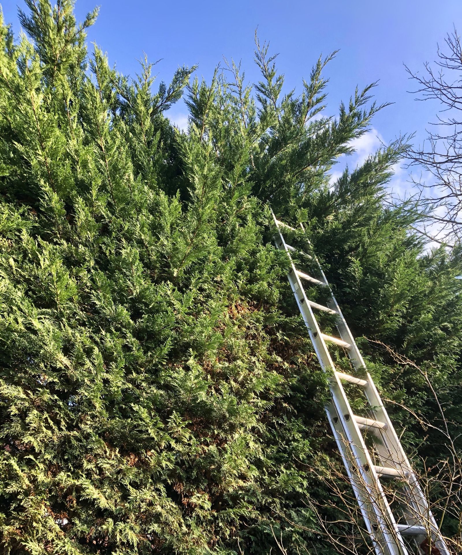 How to cut an overgrown hedge - a guide to proper pruning | Homes and ...