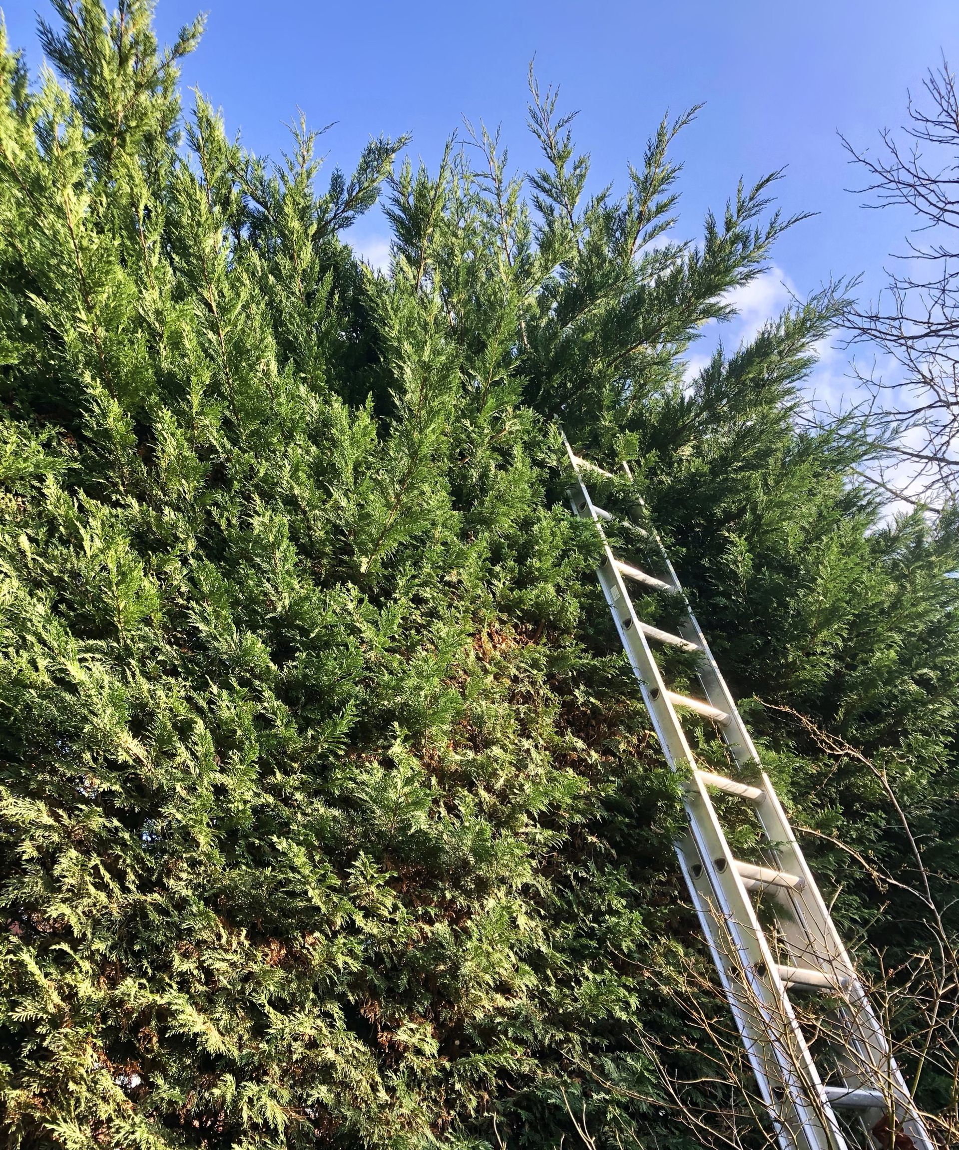 How to cut an overgrown hedge - a guide to proper pruning | Homes and ...