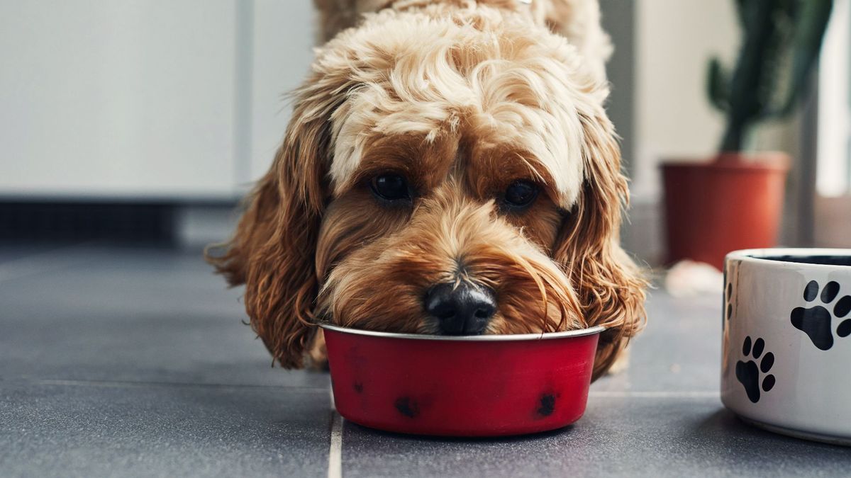 Food aggression in dogs: Vet reveals common causes and tips to help ...