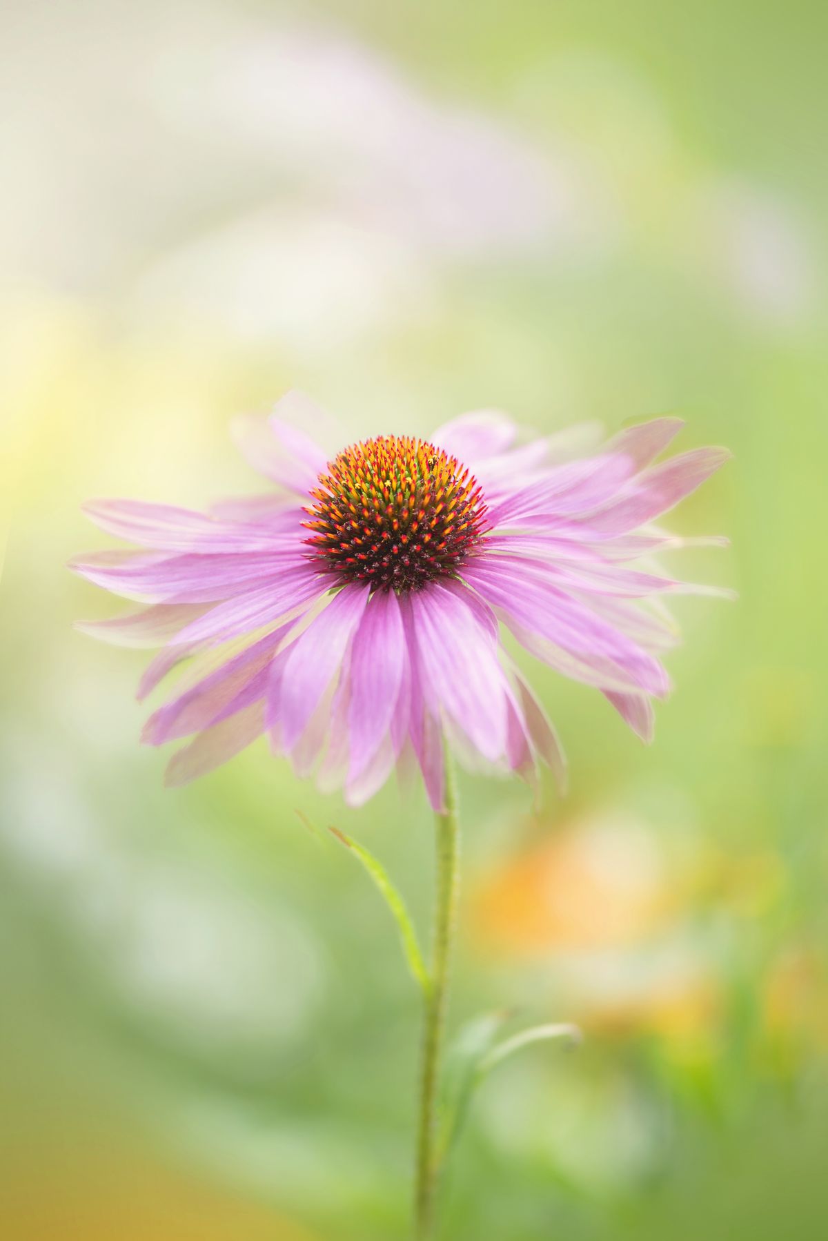 Show off your photographic flower power | Digital Camera World