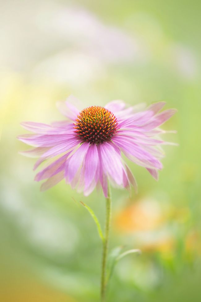 Show off your photographic flower power | Digital Camera World