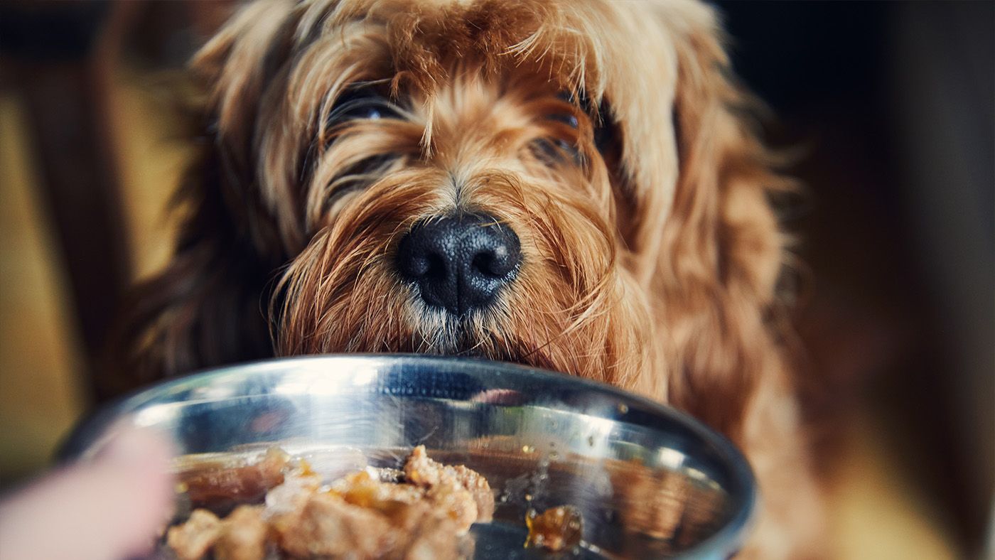 Human-grade dog food: A vet’s opinion | PetsRadar