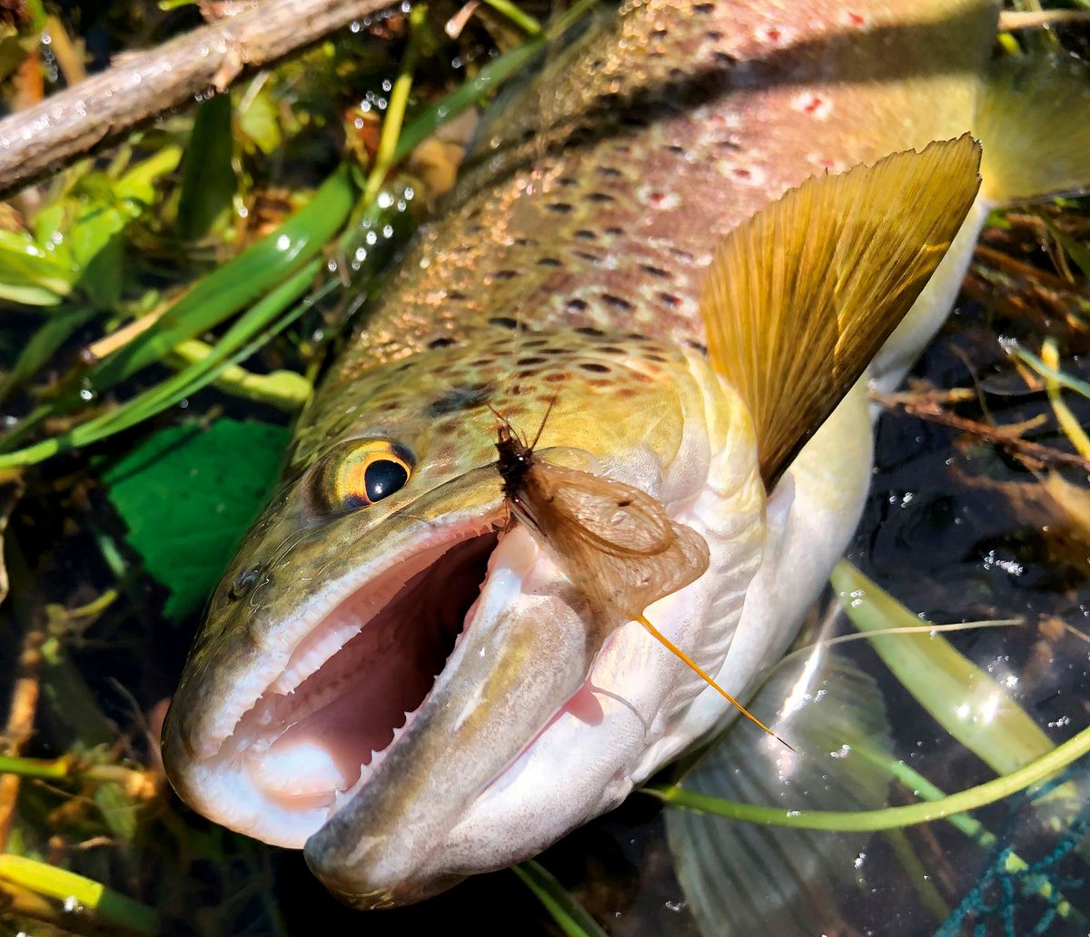 Chalkstream fishing on the River Test and River Dever: 'You have to be ...
