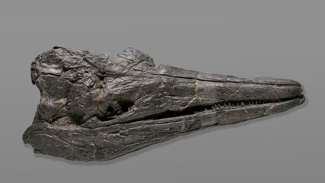 55-foot-long Triassic sea monster discovered in Nevada | Live Science