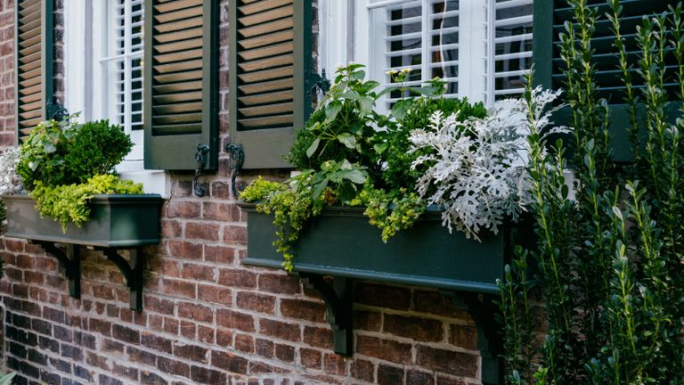 8 of the best trailing plants for outdoors | Ideal Home