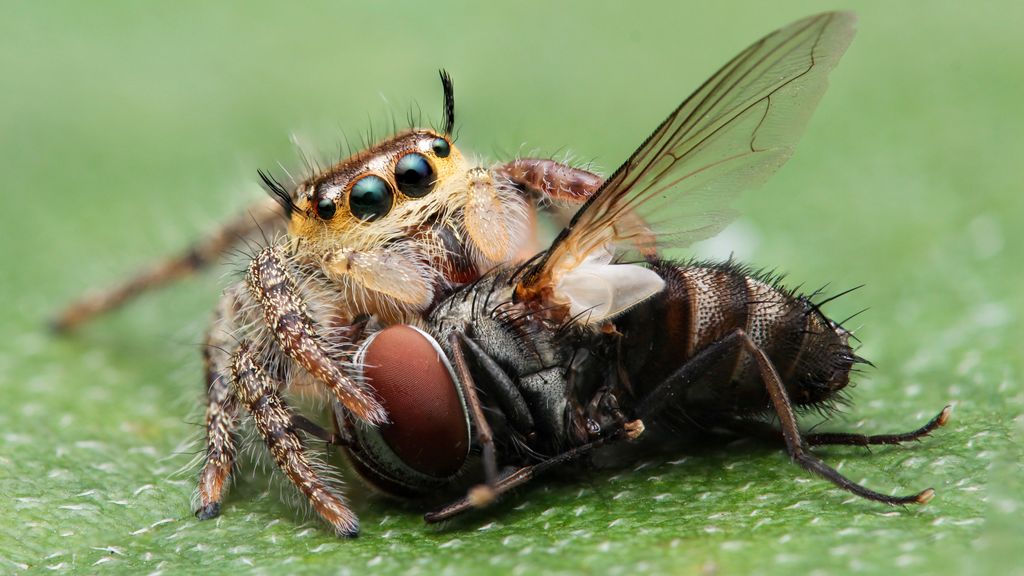Jumping spiders: Facts about the cutest arachnids on the planet | Live ...