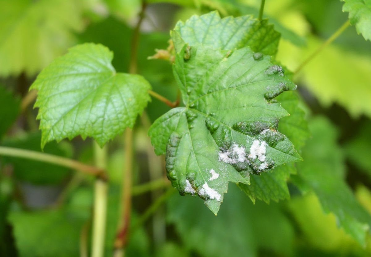 Grape Powdery Mildew Control - How To Manage Powdery Mildew On ...