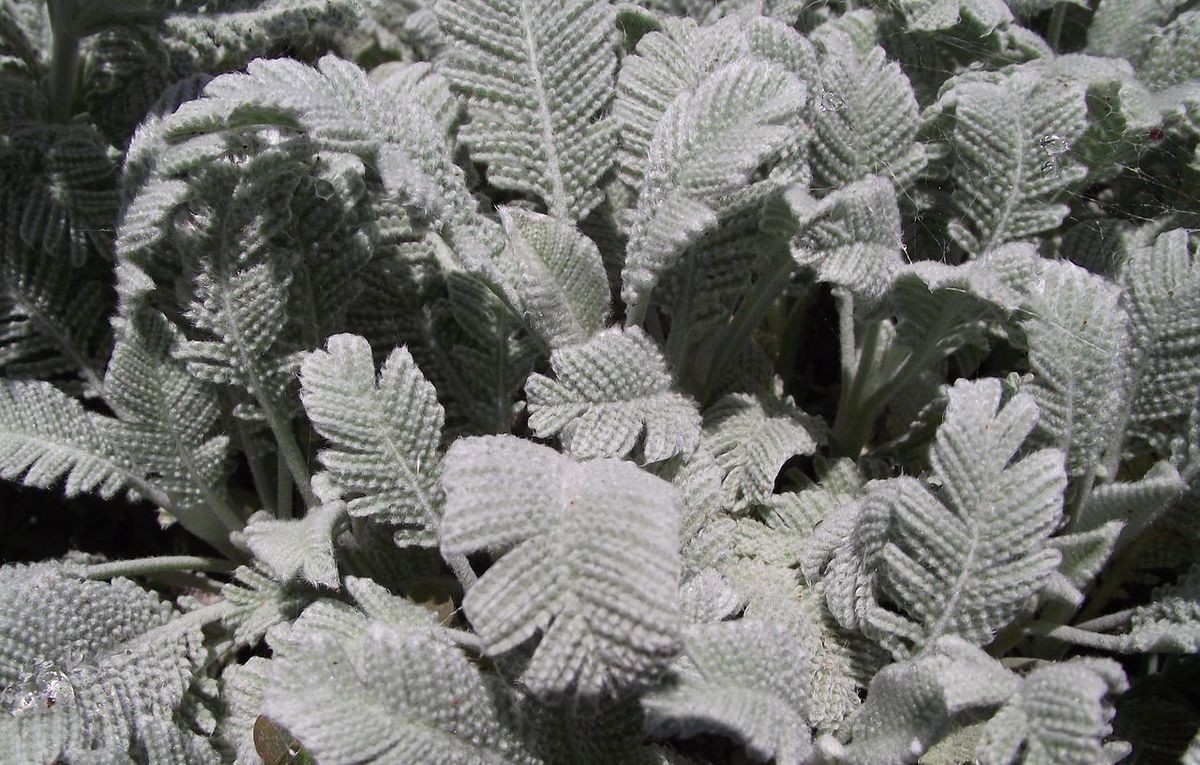 Caring For Partridge Feather Plants - How To Grow Partridge Ground ...