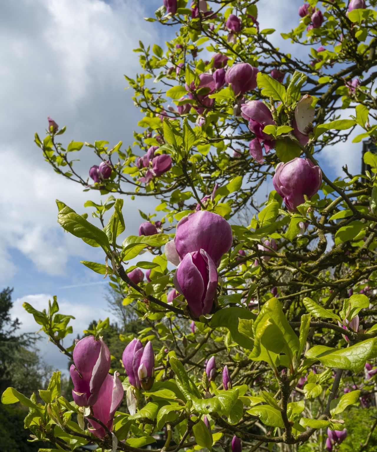 Why is my magnolia tree losing leaves? Experts advise | Homes and Gardens
