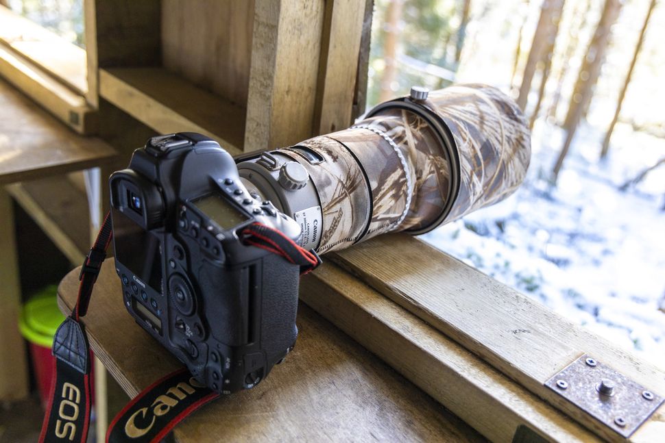10 pro tips for wildlife pictures: Take amazing red squirrel portraits ...