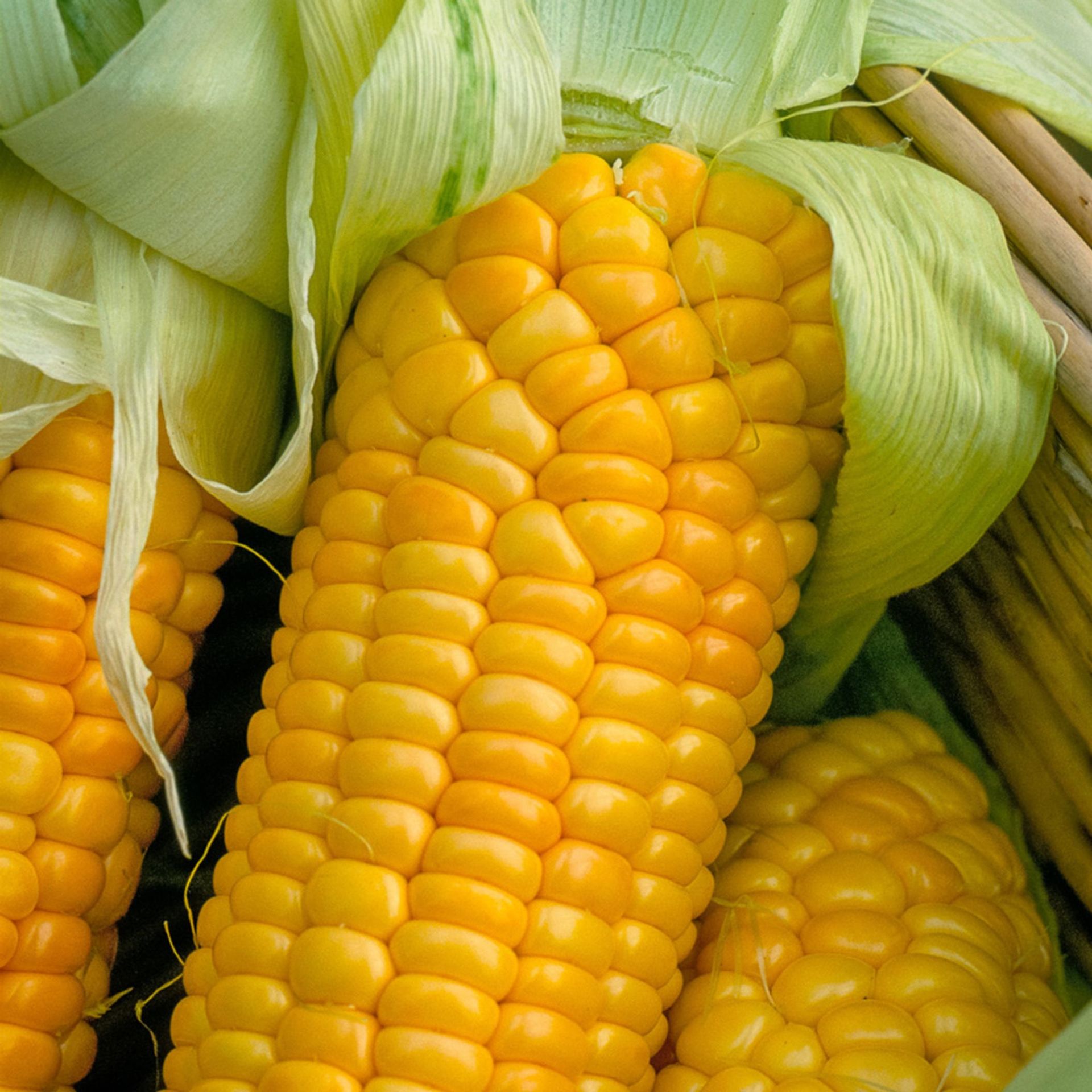 How to grow sweetcorn in your garden | Ideal Home