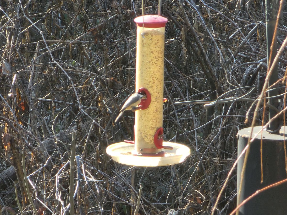 Give Twitter the bird and try this birding social network instead ...