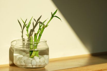 How to Revive a Bamboo Plant – 6 Expert Ways to Rescue Yours | Livingetc