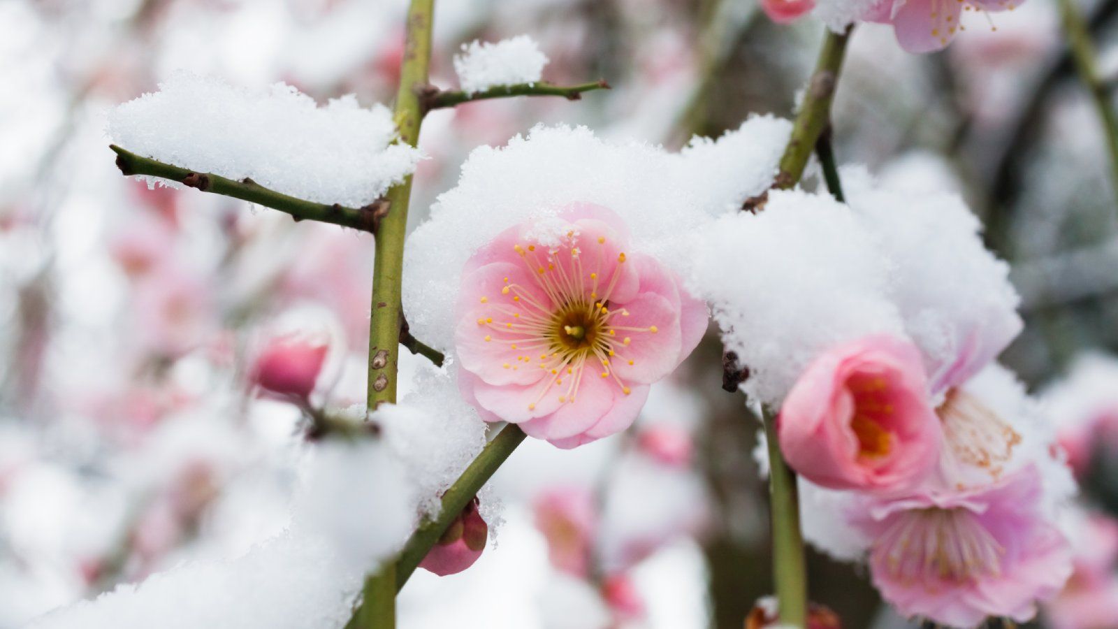 7 Winter Blooming Shrubs That Wow All Winter Long | Gardening Know How