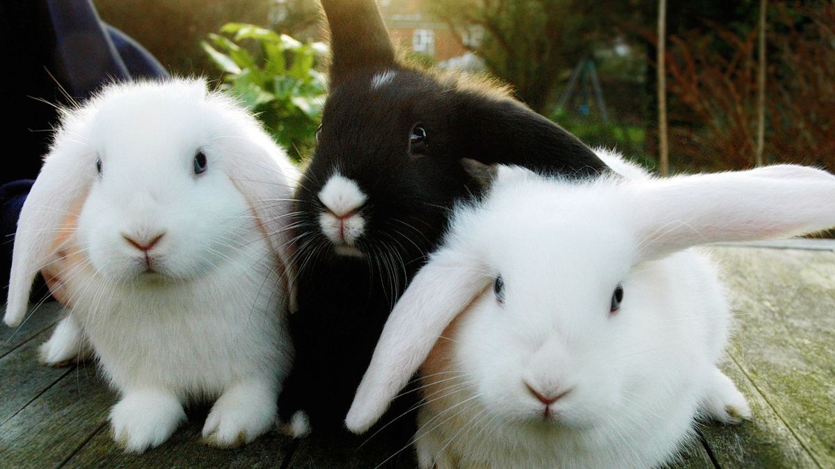 32 facts about rabbits that might surprise you | PetsRadar