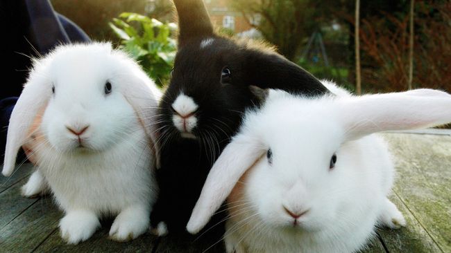 32 facts about rabbits that might surprise you | PetsRadar