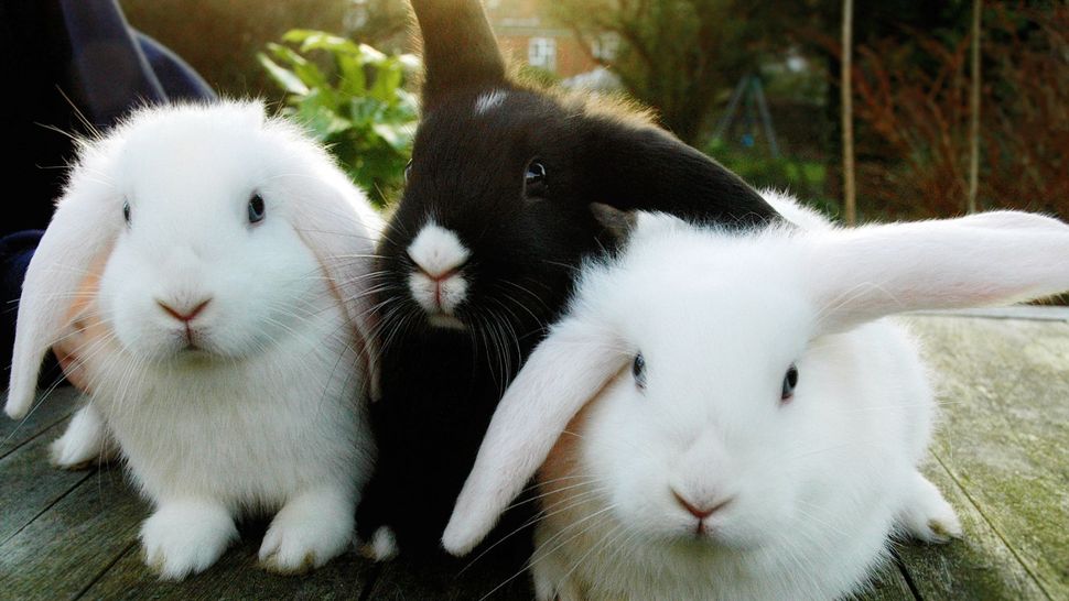 32 facts about rabbits that might surprise you | PetsRadar