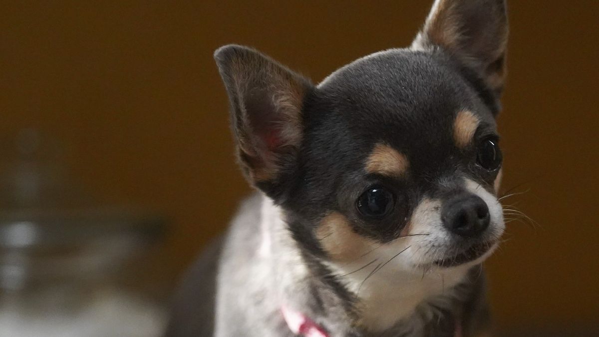 7 Reasons Why Will Trent Has Become My Favorite Network TV Police Drama ...